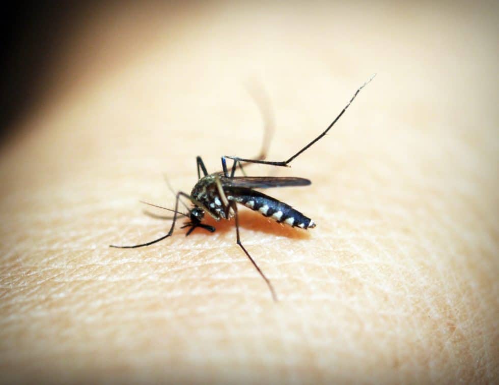 Managing Insect Bites and Stings - MEDIQ Urgent Care